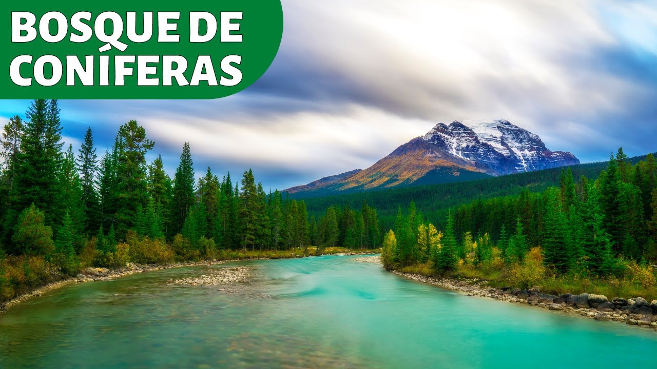 The CONIFEROUS FOREST: fauna, flora, location in the world, characteristics, climate🌲
