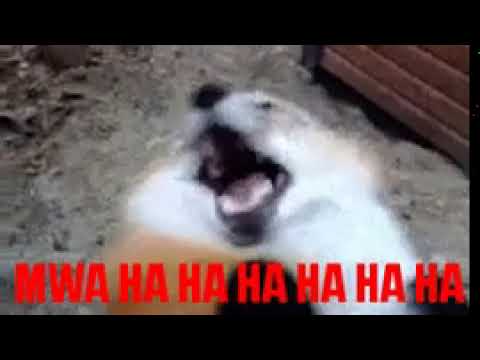 laugh GIF