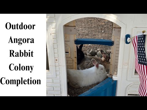 Outdoor Angora Rabbit Colony Completion