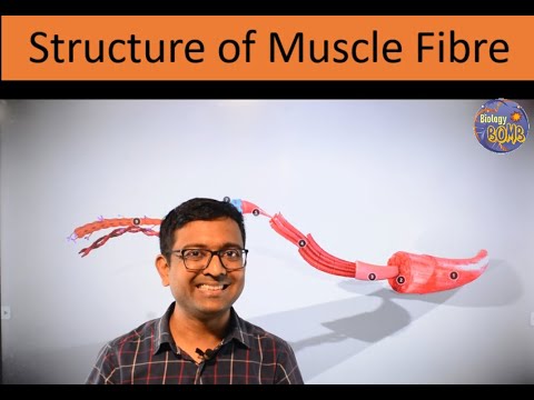 Muscle Fiber I NEET I Dr Kunal Tatte (KT) #shorts