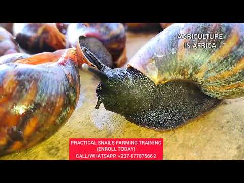 SNAILS SPECIES: ACHATINA ACHATINA Vs ARCHACHATINA MARGINATA, DIFFERENCES & SIMILARITIES, Snails farm
