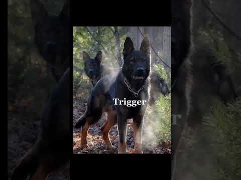 Boy dog names!!