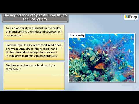 The Importance of Species Diversity | Biodiversity and Conservation | Biology | Class 12th | iPrep