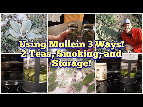 3 Ways to Use Mullein - Fresh Leaf Tea, Dry Leaf Tea and Smoking and Harvesting, Drying, and Storage