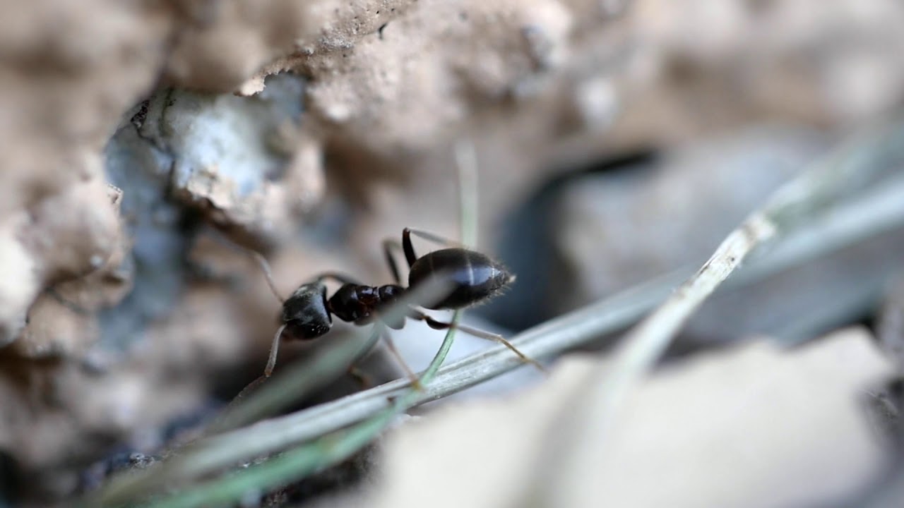 Micro world of a black ant. Free HD video footage
