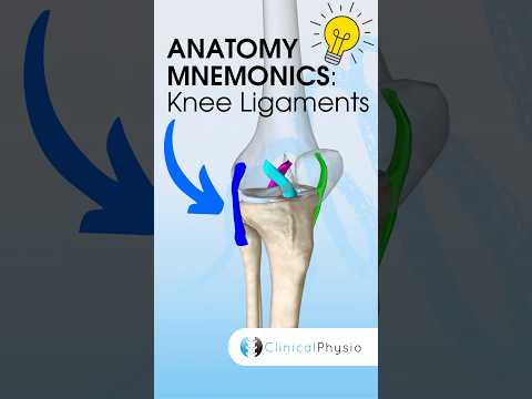 Knee Ligaments Anatomy Mnemonic #anatomy #mnemonics #physicaltherapy
