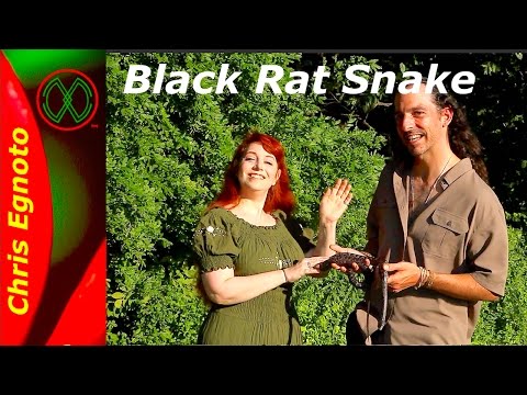 Black Rat snake - Best snake in Pennsylvania.
