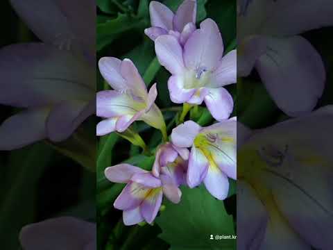 did you know this about freesias? #freesia #freesias #flowers #garden #plants #youtubeshorts