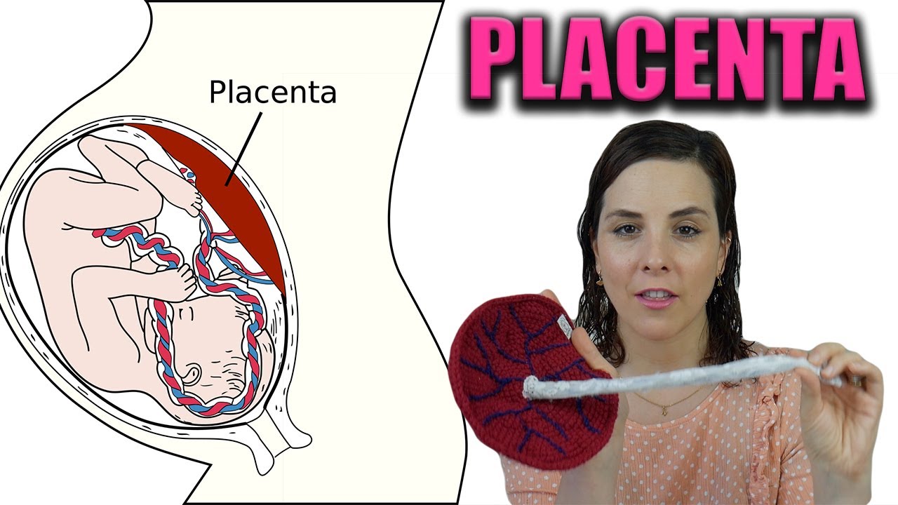 PLACENTA | todo lo que tienes que saber. Anatomía y funciones de la placenta