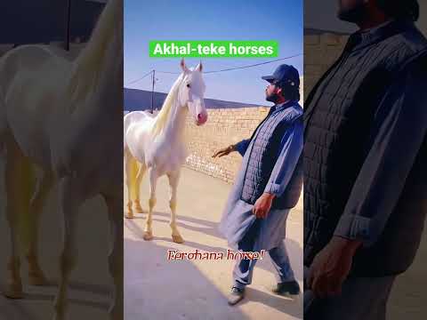 Akhal-teke horses