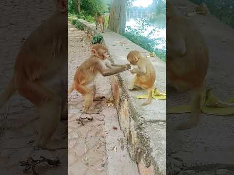 Baby Monkey Mind: The Power of Overthinking and Imagination | #shorts #subscribe