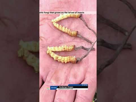 Cordyceps fungus #generalknowledge #cancer #medicine #medicinal #chemotherapy #medical #science #ree