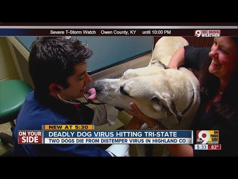 Distemper outbreak: Vets urge vaccination for dogs