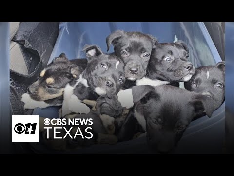Puppies saved from Fort Worth trash can