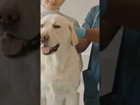 Why Labradors Are The Greatest Dogs