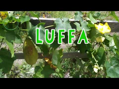 Growing Luffa Sponge