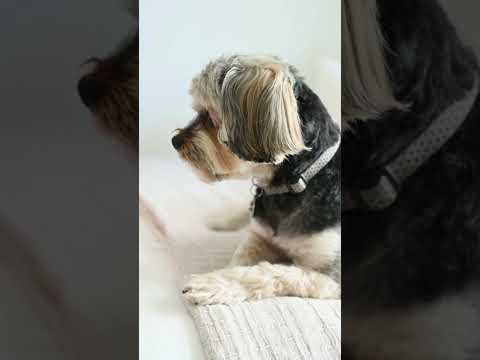 Stylish Dog Collar Close-Up – Everyday Essentials