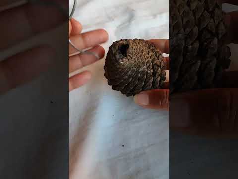 DIY BIRD | Pinecone hacks | #crafts #handmade #tutorial #diy #crafter #ideas #pinecones #hacks
