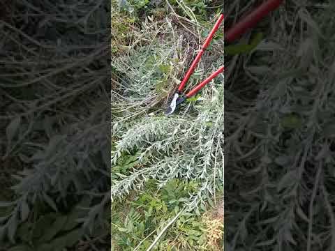 Sage putol ka #sage #herb #shorts