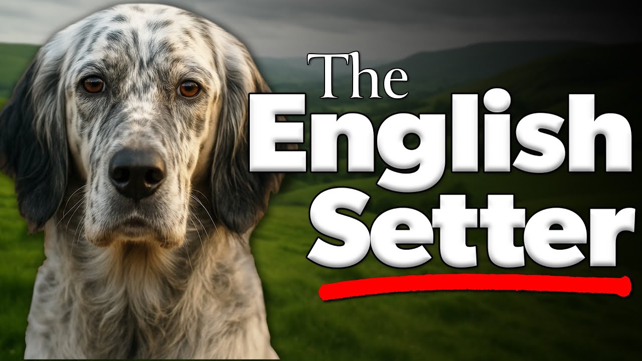 English Setter: Everything to Know About This Elegant Hunting Breed