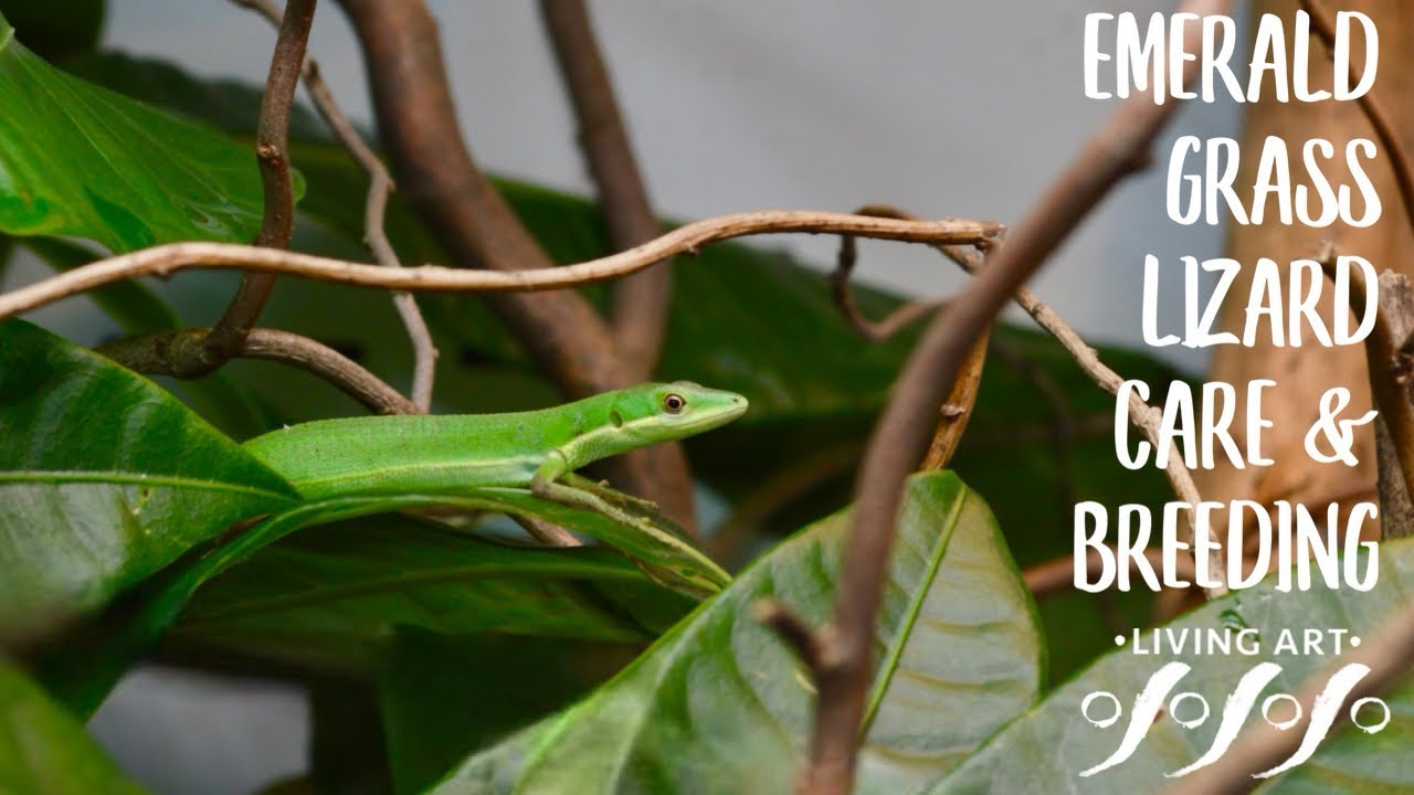Emerald Grass Lizard Care & Breeding