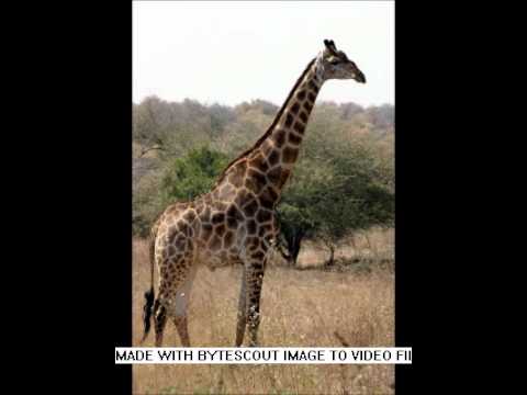 Giraffe Pictures
