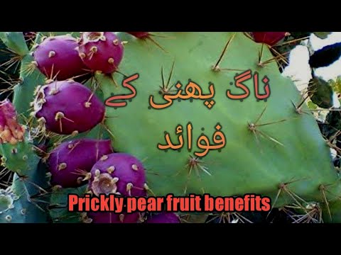 Prickly pear fruit benefits. ناگ پھنی کے فوائد