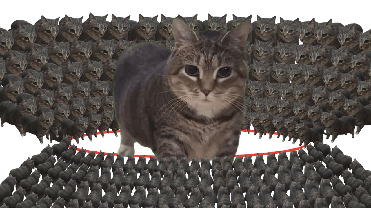 1 oiiaoiia cat vs 10,000,000 oiiaoiia cat