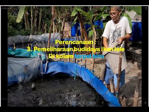 Perencanaan 3 Pemeliharaan budidaya ikan lele di kolam terpal biru