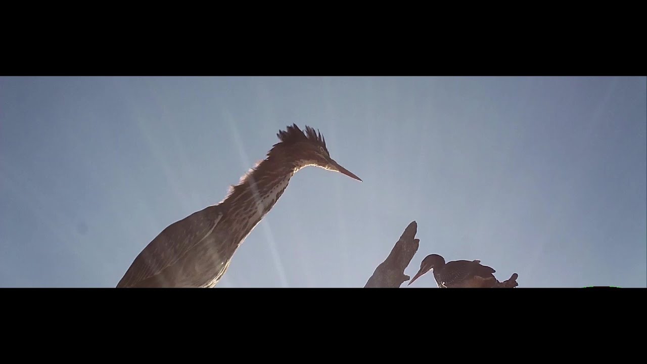 Juvenile Green Herons