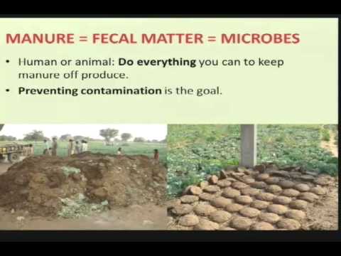 Preharvest Food Safety for Fruit and Vegetable Production