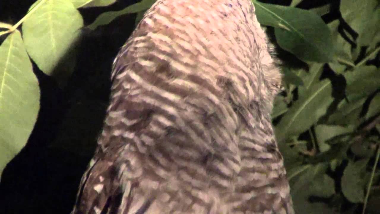 Barred Owl Flies Away - Cárabo norteamericano