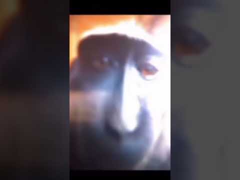 Monkey Rizz #Rizz #monkey #Monkey Rizz #funny #shorts #fyp