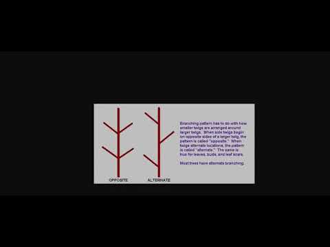 How to Use a Dichotomous Key for Tree ID