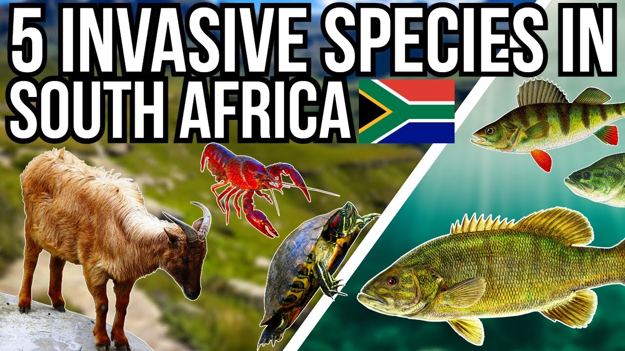 5 Problem Invasive Species In South Africa
