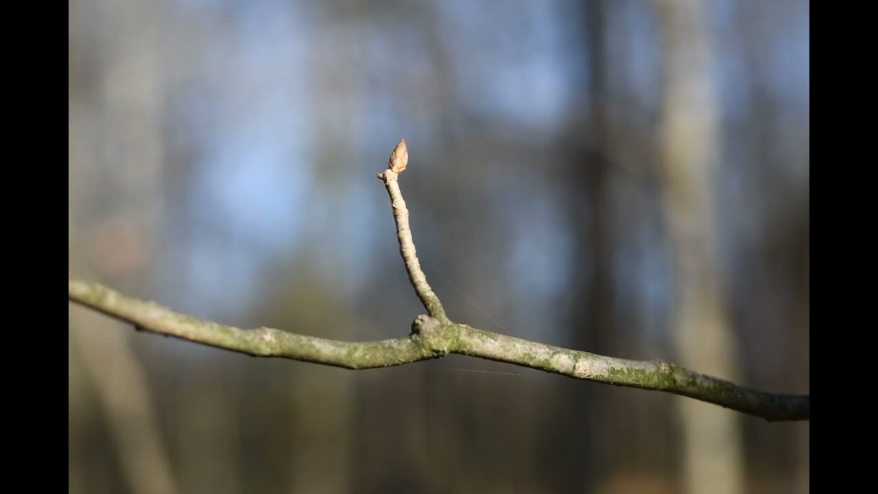 Winter Tree Identification: Reading Twigs and Buds