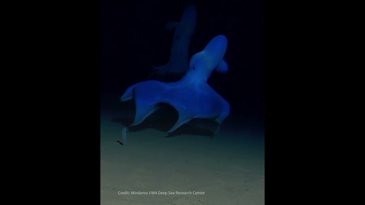 Look what we found 4,800m below the Pacific