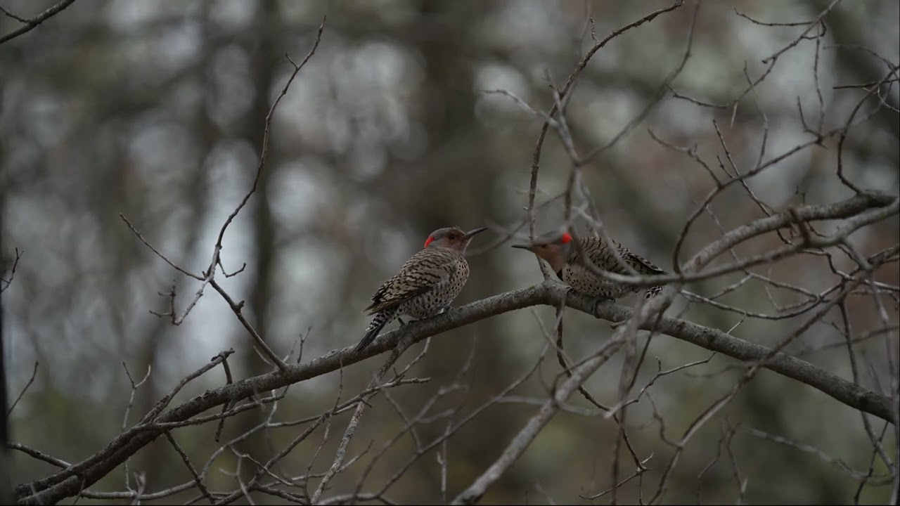 Flickr Dance