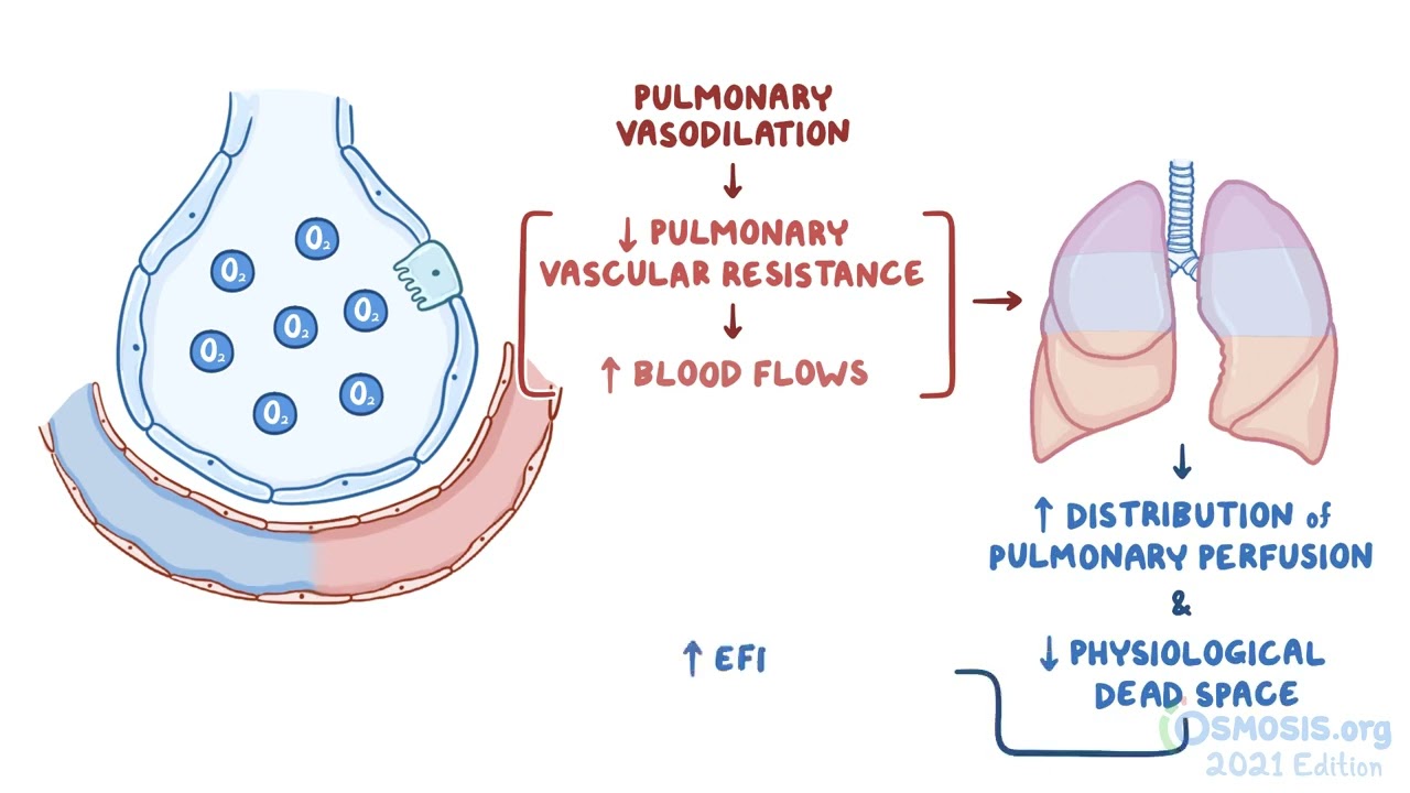 Osmosis Physiological changes during exercise