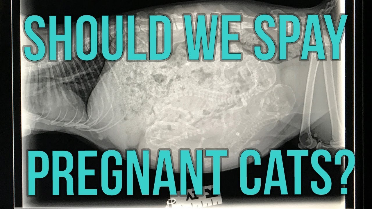 Should We Spay Pregnant Cats?