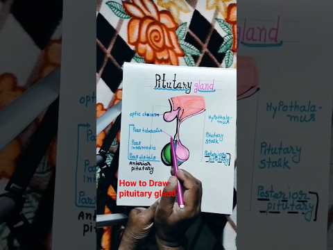 How to Draw pituitary gland l Structure of pituitary gland