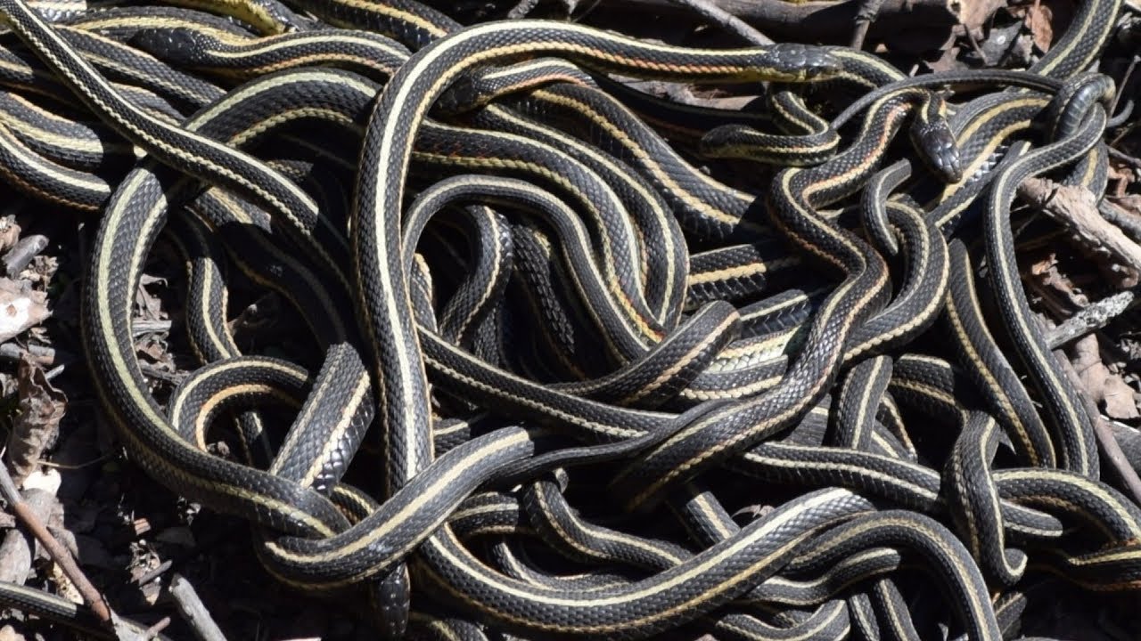 Snake Island Is Real And It's Absolutely Terrifying