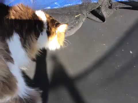 Steam Community :: Video :: Trampoline kitty