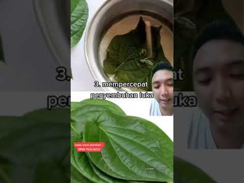 5 manfaat daun sirih untuk kesehatan tubuh