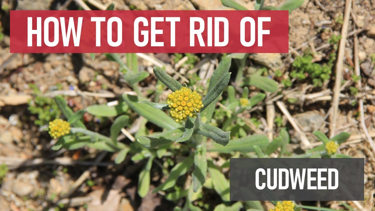 Best Herbicide Products For Getting Rid of Cudweed