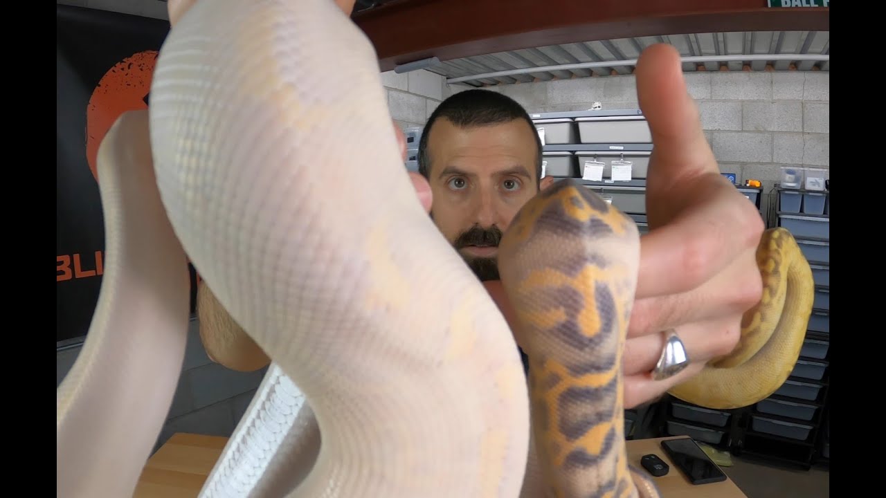 BALL PYTHON MORPH GENETICS  for DUMMIES: Allelic Combos/Complexes