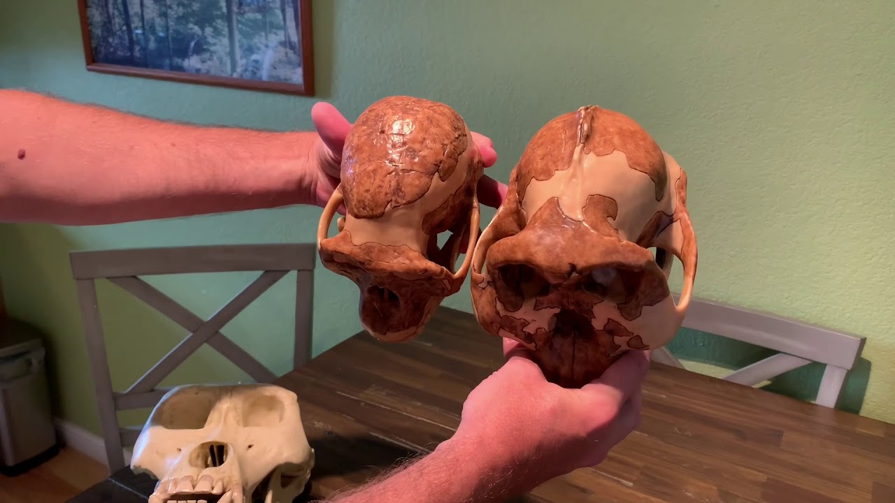 Hominin Skull Terms