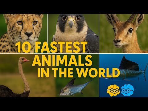 10 fastest animals in the world @BrainyBuddi3s