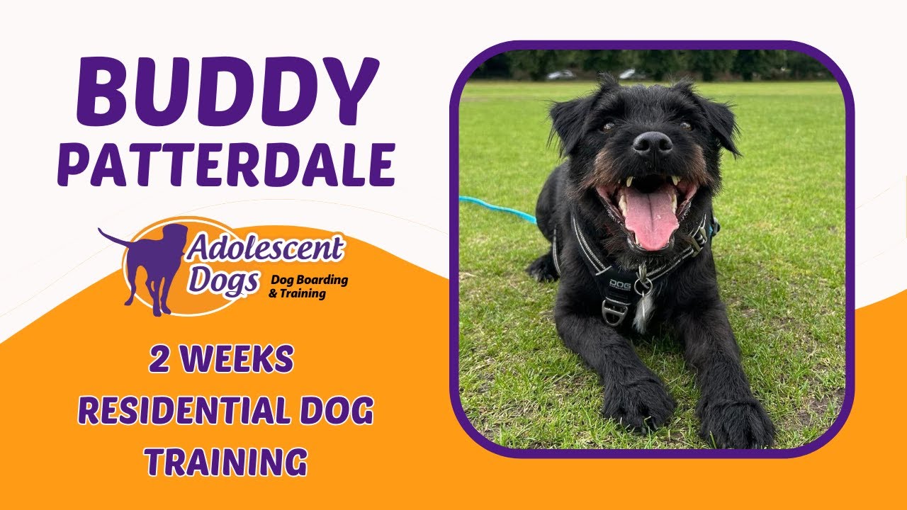 Buddy the Patterdale Terrier - 2 Weeks Residential Dog Training