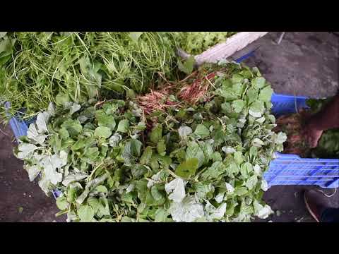 Brede Malbar – MD Mini Market